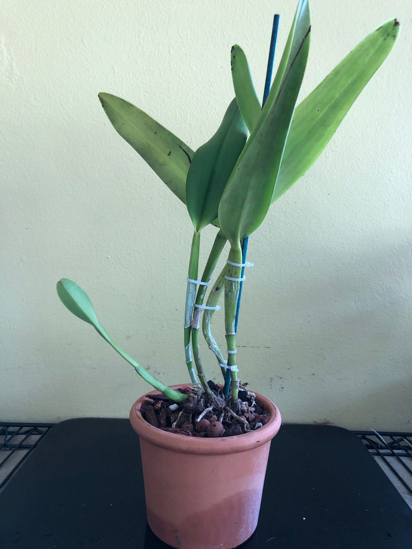 Cattleya schroederae – La Foresta Orchids