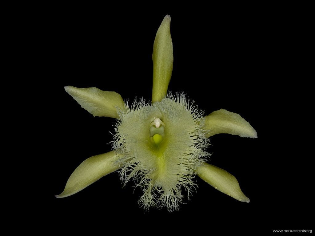 Cattleya schroederae x Rhyncholaelia digbyana – La Foresta Orchids