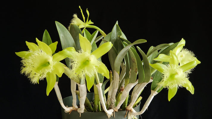 Cattleya schroederae x Brassavola digbyana - In SHEATH! – La Foresta ...