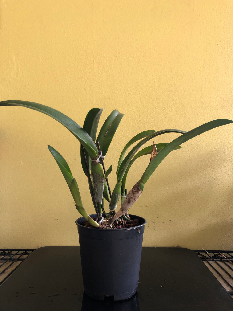 Cattleya schroederae x Rhyncholaelia digbyana – La Foresta Orchids