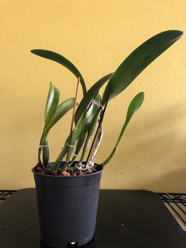 Cattleya schroederae x Rhyncholaelia digbyana – La Foresta Orchids
