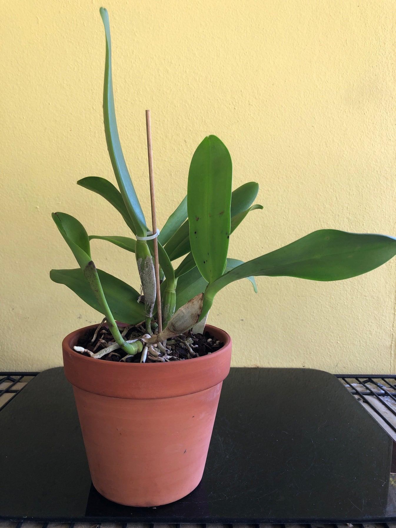 Cattleya Small World x Cattleya Triumphans – La Foresta Orchids