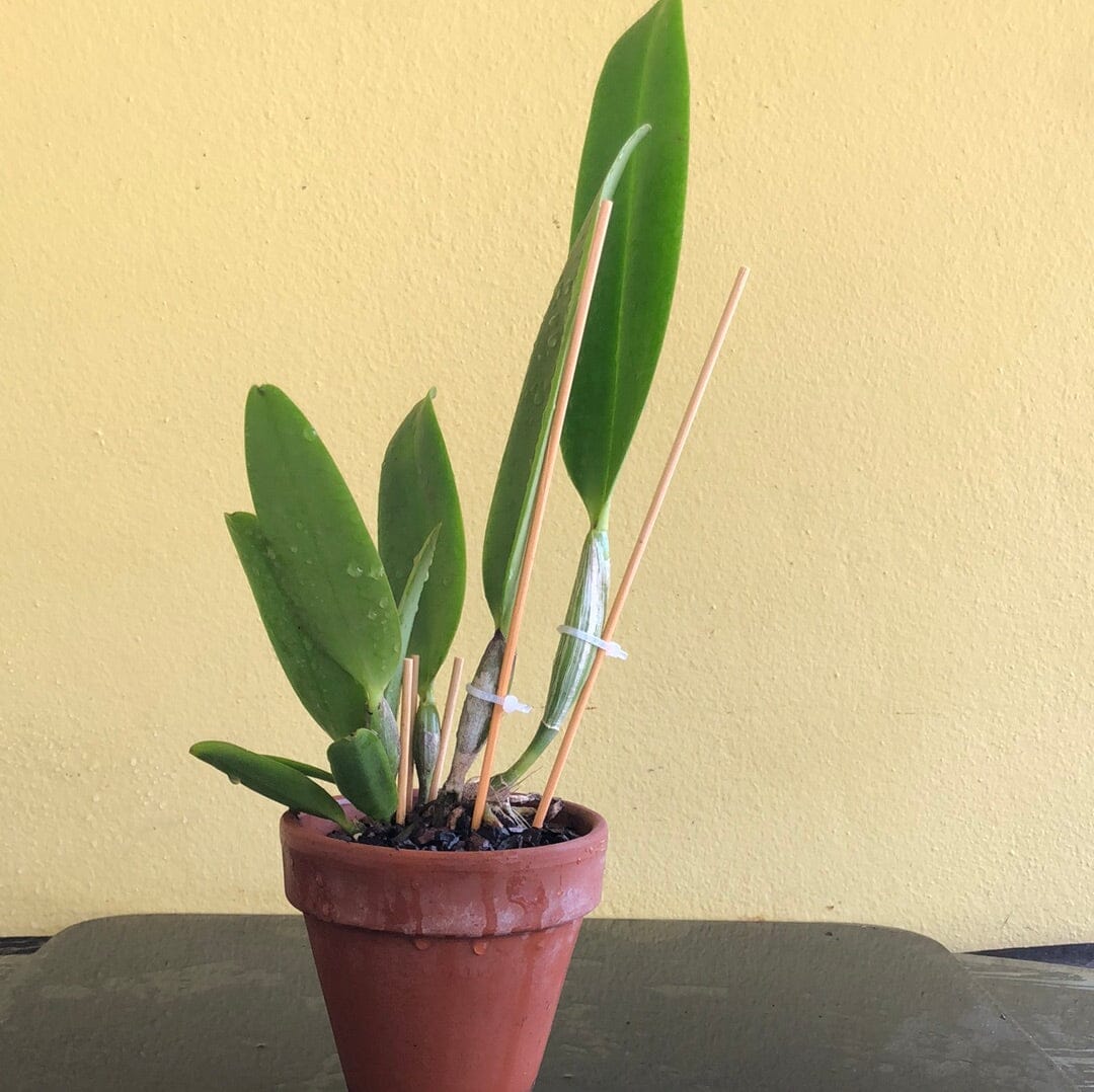 Cattleya Small World 4N x Cattleya Triumphans 4N – La Foresta Orchids