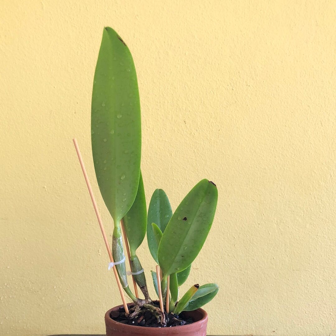 Cattleya Small World 4N x Cattleya Triumphans 4N – La Foresta Orchids
