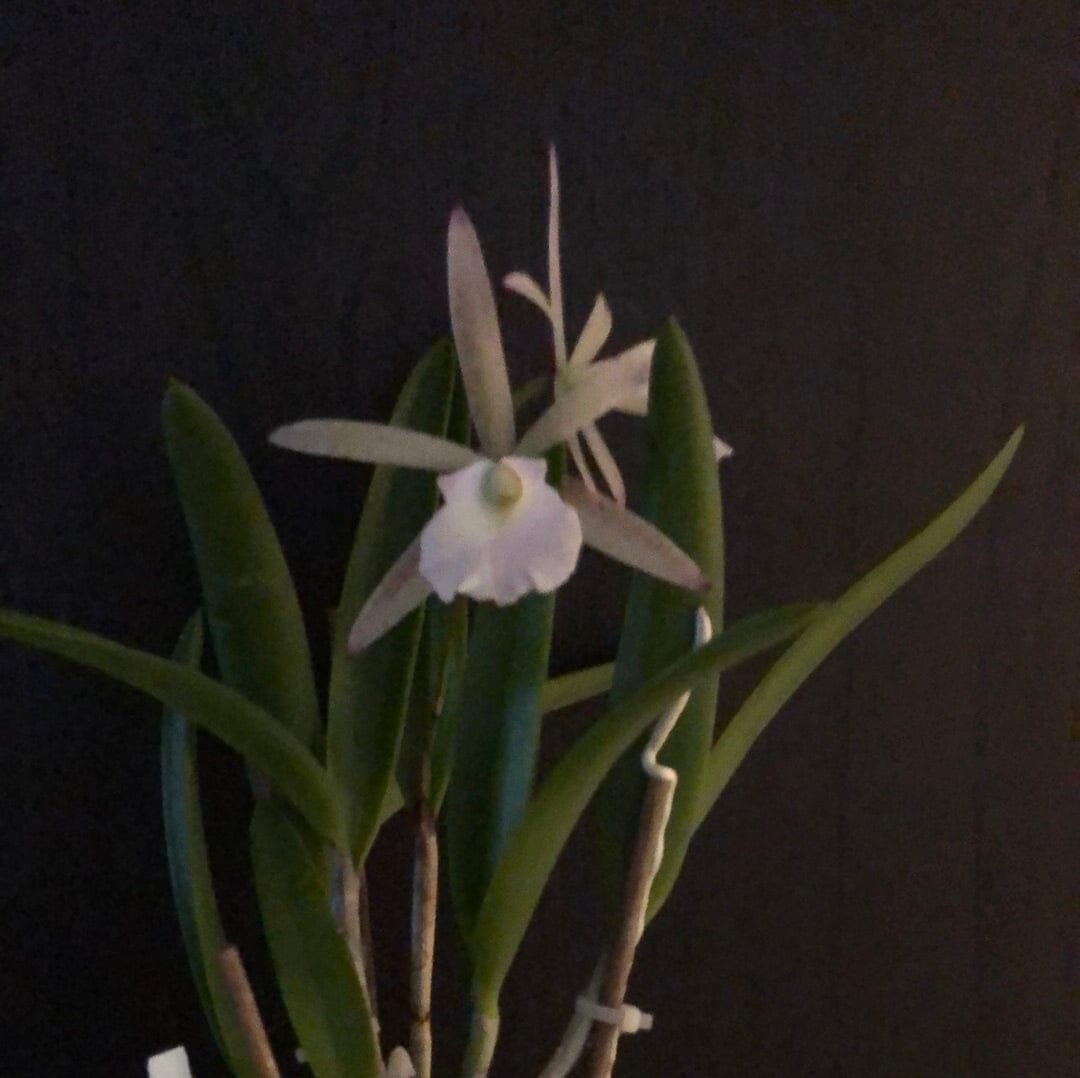 Brassavola nodosa 4N x Cattleya Summer Spots – La Foresta Orchids
