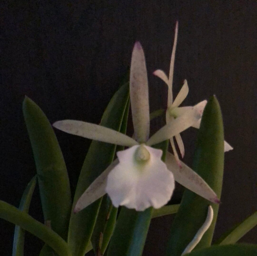 Brassavola nodosa 4N x Cattleya Summer Spots – La Foresta Orchids