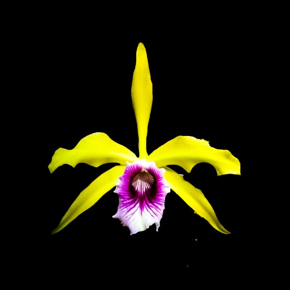 Cattleya tenebrosa var. 'Gold' x var. 'Yellow' – La Foresta Orchids
