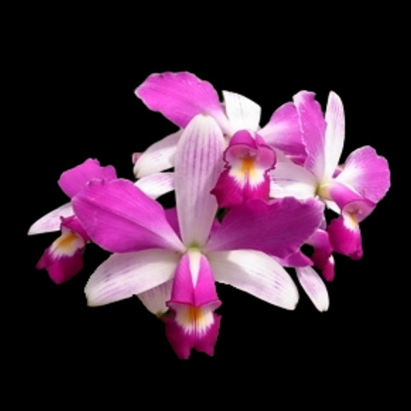 Cattleya violacea var. semi alba ‘Icabaru-Monte Roraima' x var. semi a ...
