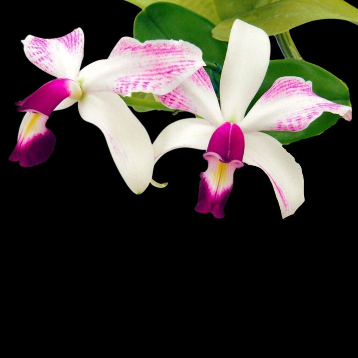 Cattleya violacea var. semi alba ‘Icabaru-Monte Roraima' x var. semi a ...