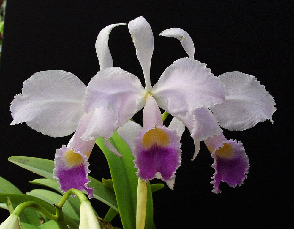 Cattleya warneri var. coerulea FCC/AOS x Cattleya trianae var. coerule ...