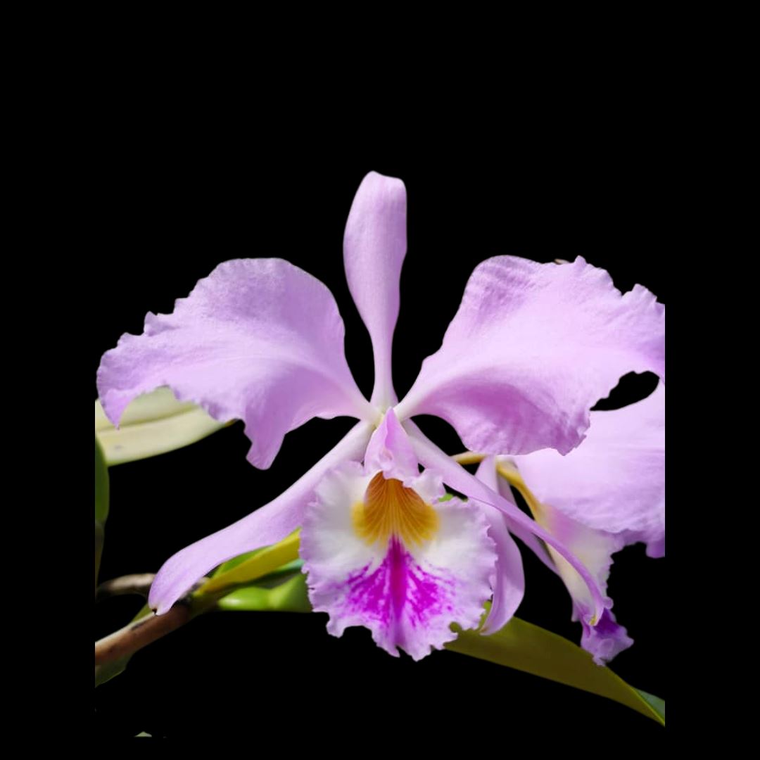 Cattleya warneri var. coerulea FCC/AOS x Cattleya trianae var. coerule ...