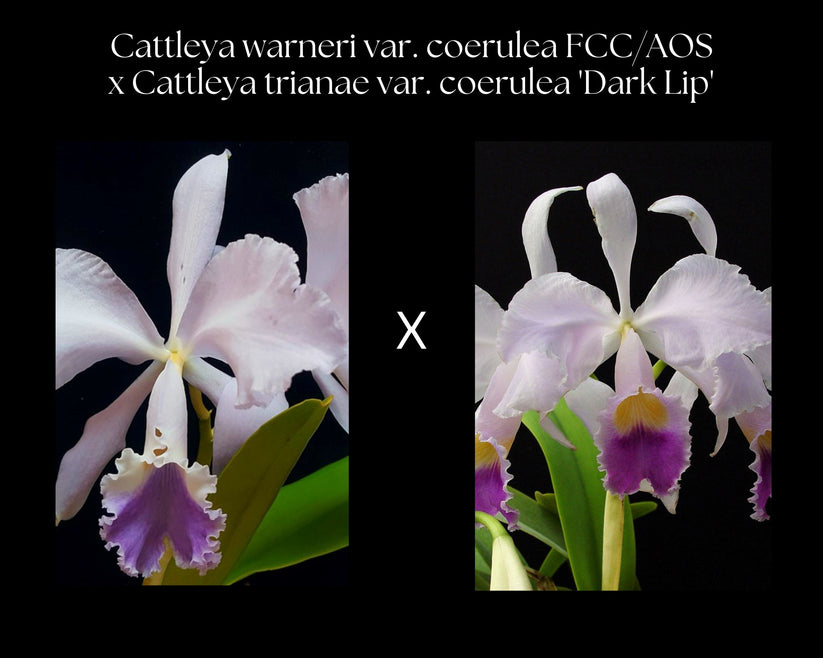 Cattleya warneri var. coerulea FCC/AOS x Cattleya trianae var. coerule ...