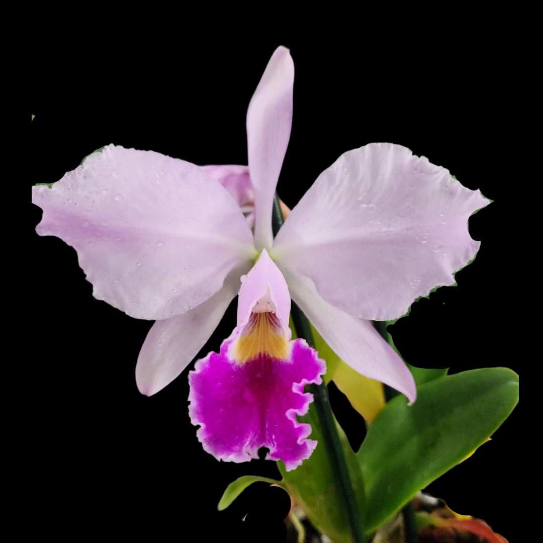 Cattleya warneri var. coerulea FCC/AOS x Cattleya trianae var. coerule ...
