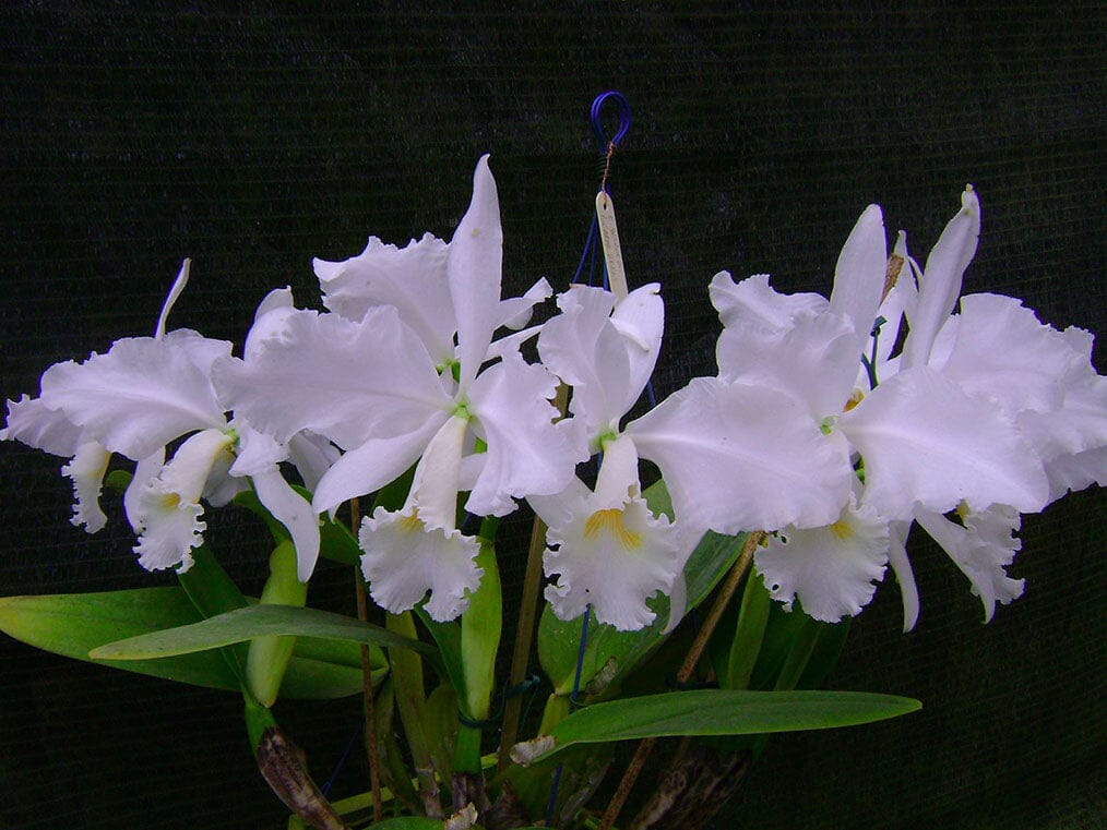 Cattleya warneri var. suavissima – La Foresta Orchids