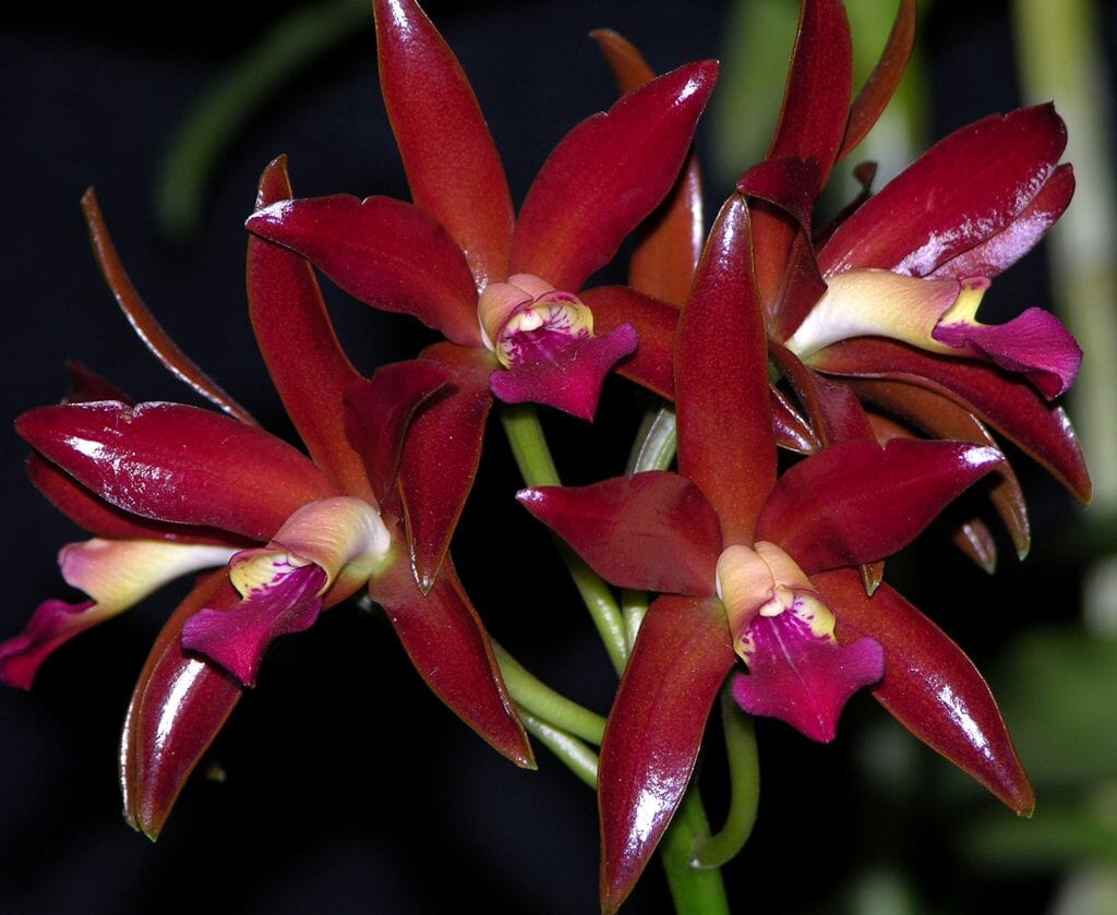Cattleya Chocolate Drop 'Kodama' – La Foresta Orchids