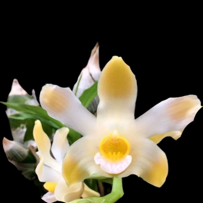 Catasetinae Alliance: Chysis limminghei – La Foresta Orchids