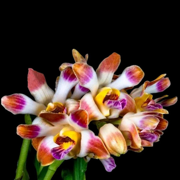 Catasetinae Alliance: Chysis limminghei – La Foresta Orchids