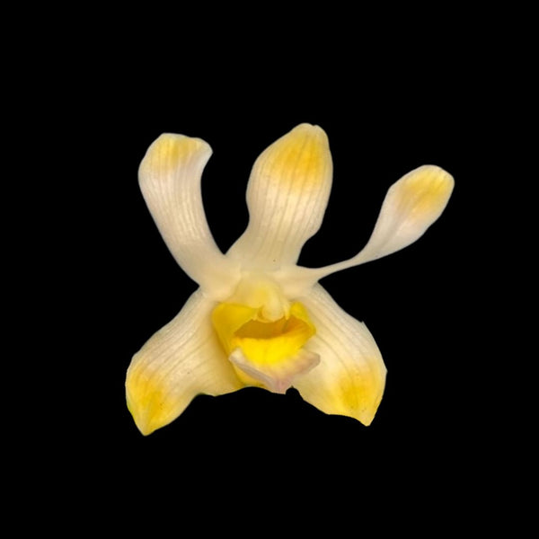 Catasetinae Alliance: Chysis limminghei – La Foresta Orchids