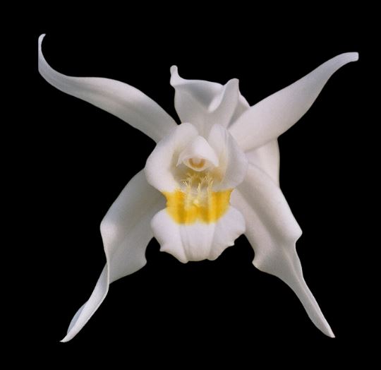 Coelogyne mossiae – La Foresta Orchids