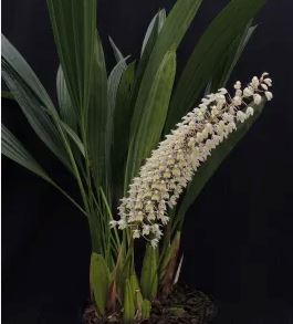 Coelogyne multiflora – La Foresta Orchids