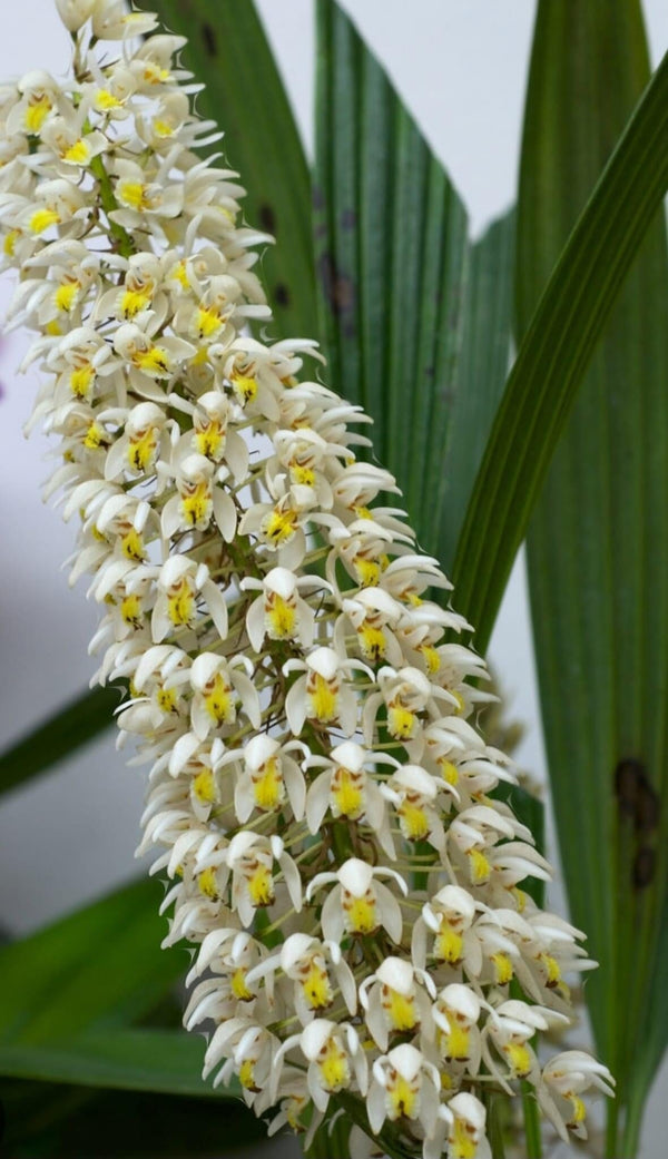 Coelogyne multiflora – La Foresta Orchids