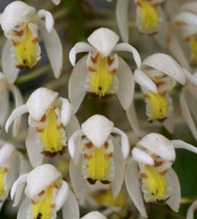 Coelogyne multiflora – La Foresta Orchids