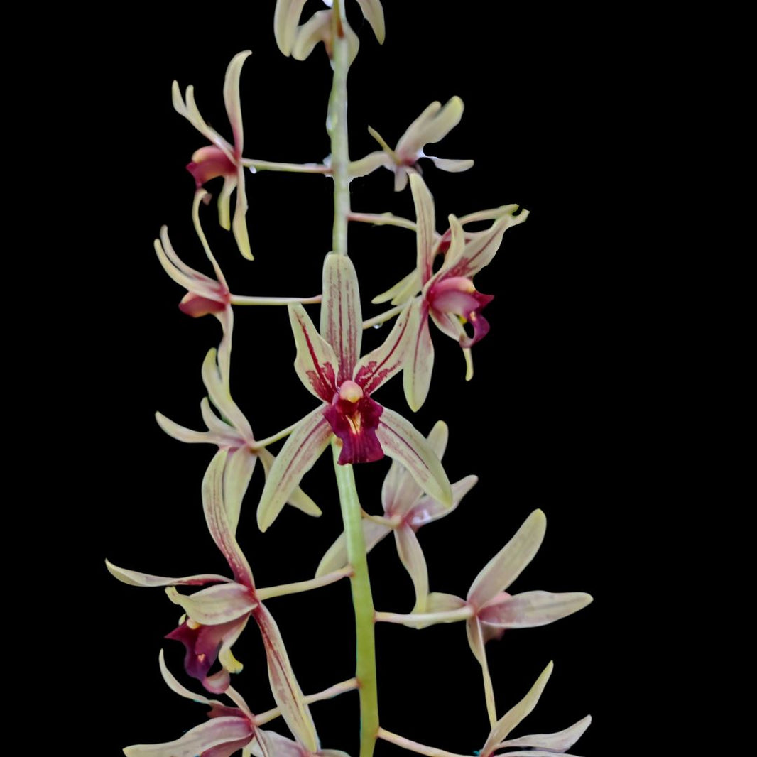 Cymbidium Species & Hybrids – La Foresta Orchids