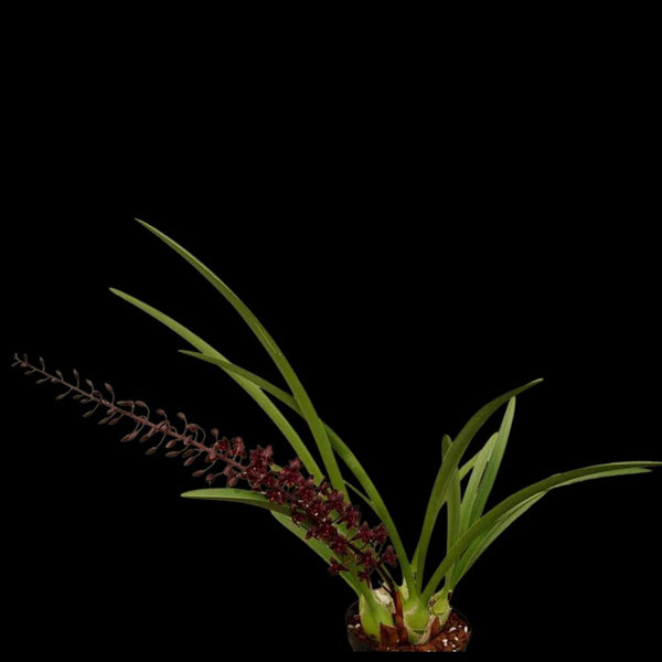 Cymbidium Little Black Sambo 'Black Magic' - a Black Orchid! – La ...