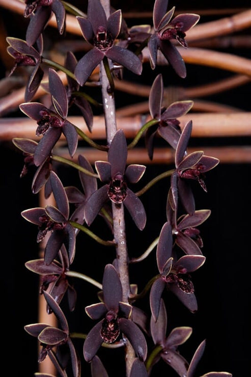 Cymbidium Little Black Sambo 'Black Magic' - a Black Orchid! – La ...
