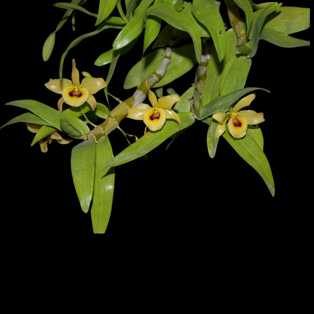 Dendrobium Species & Hybrids – La Foresta Orchids