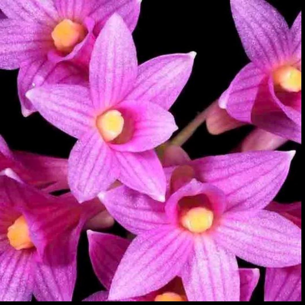Dendrobium Species & Hybrids – La Foresta Orchids