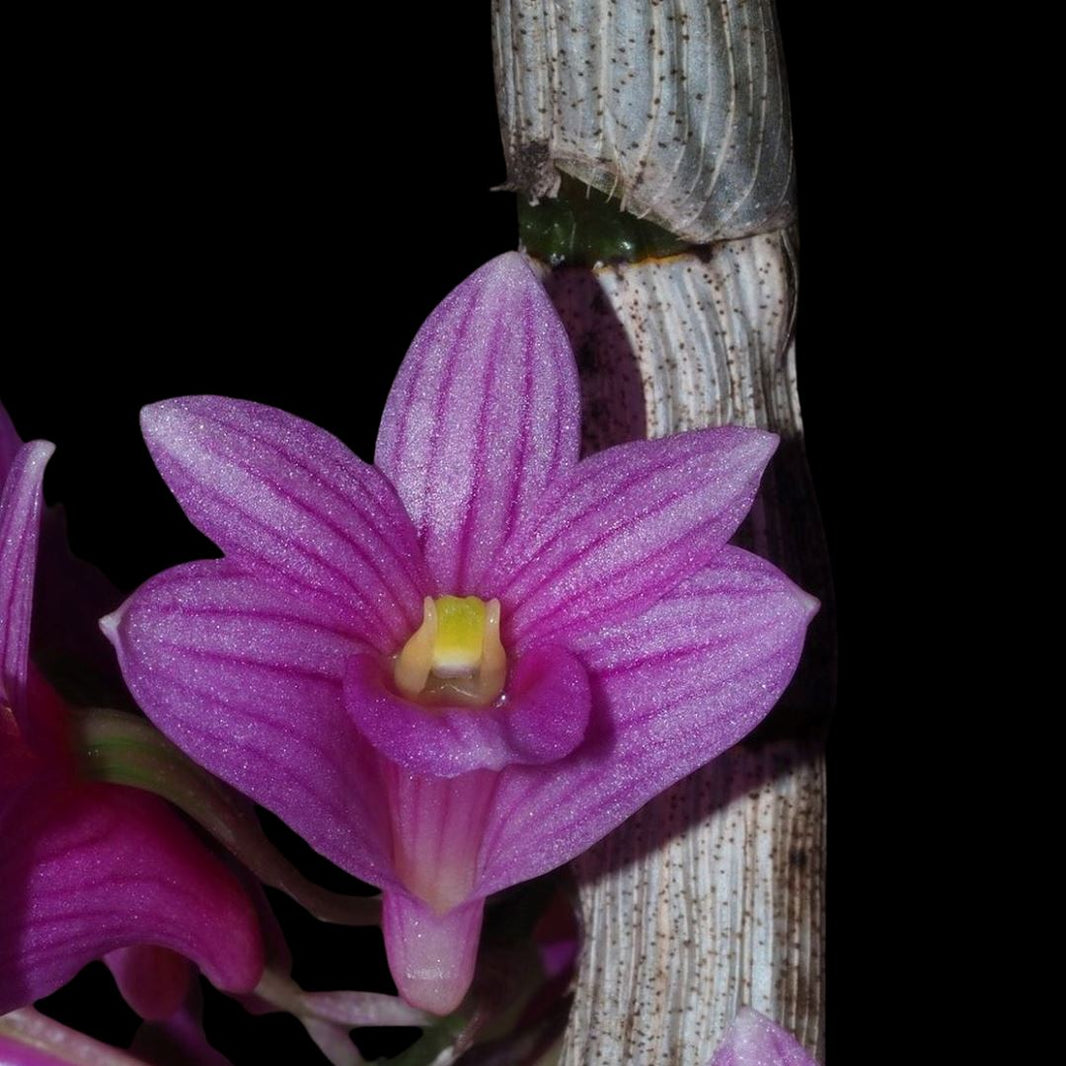 Dendrobium Species & Hybrids – La Foresta Orchids