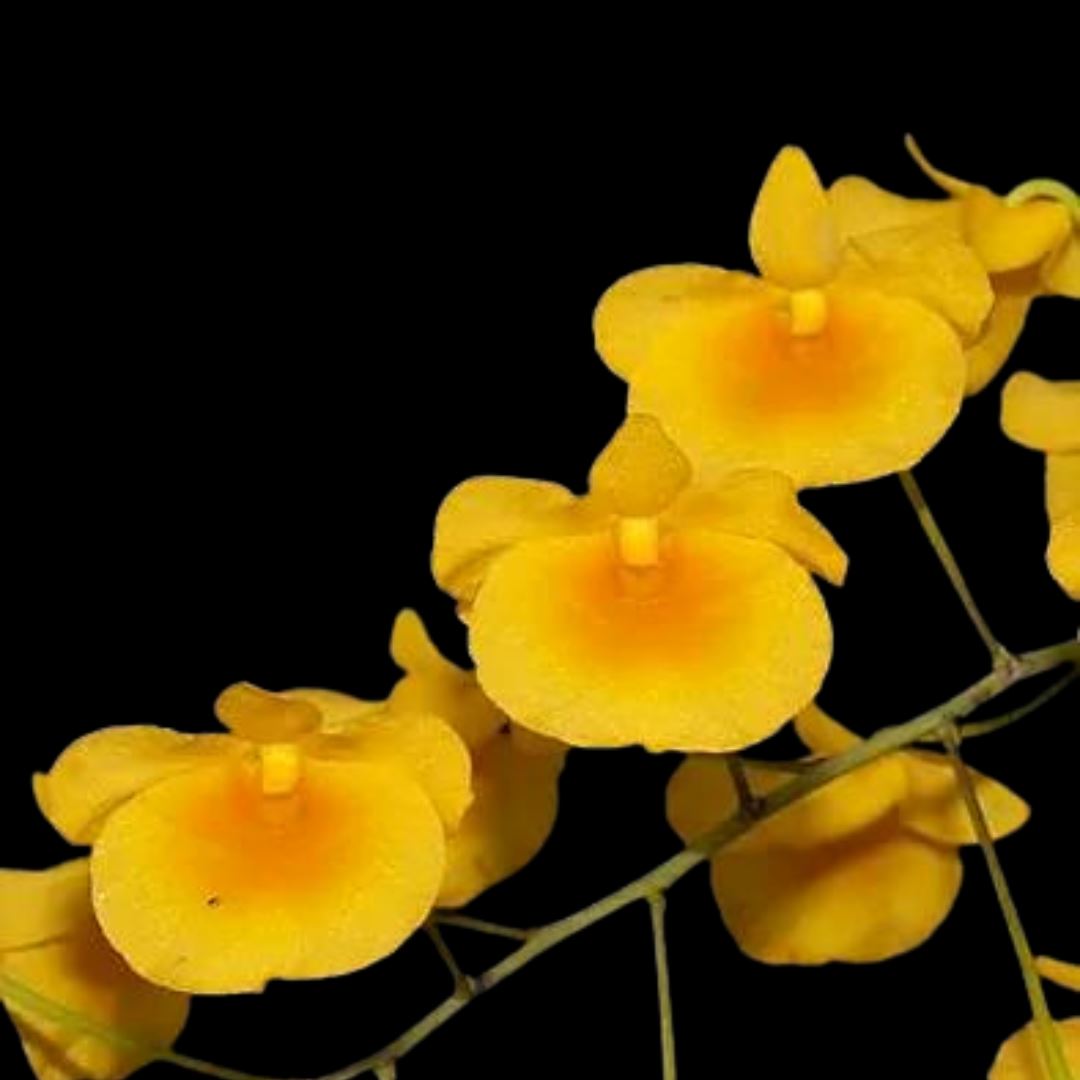 Dendrobium lindleyi – La Foresta Orchids