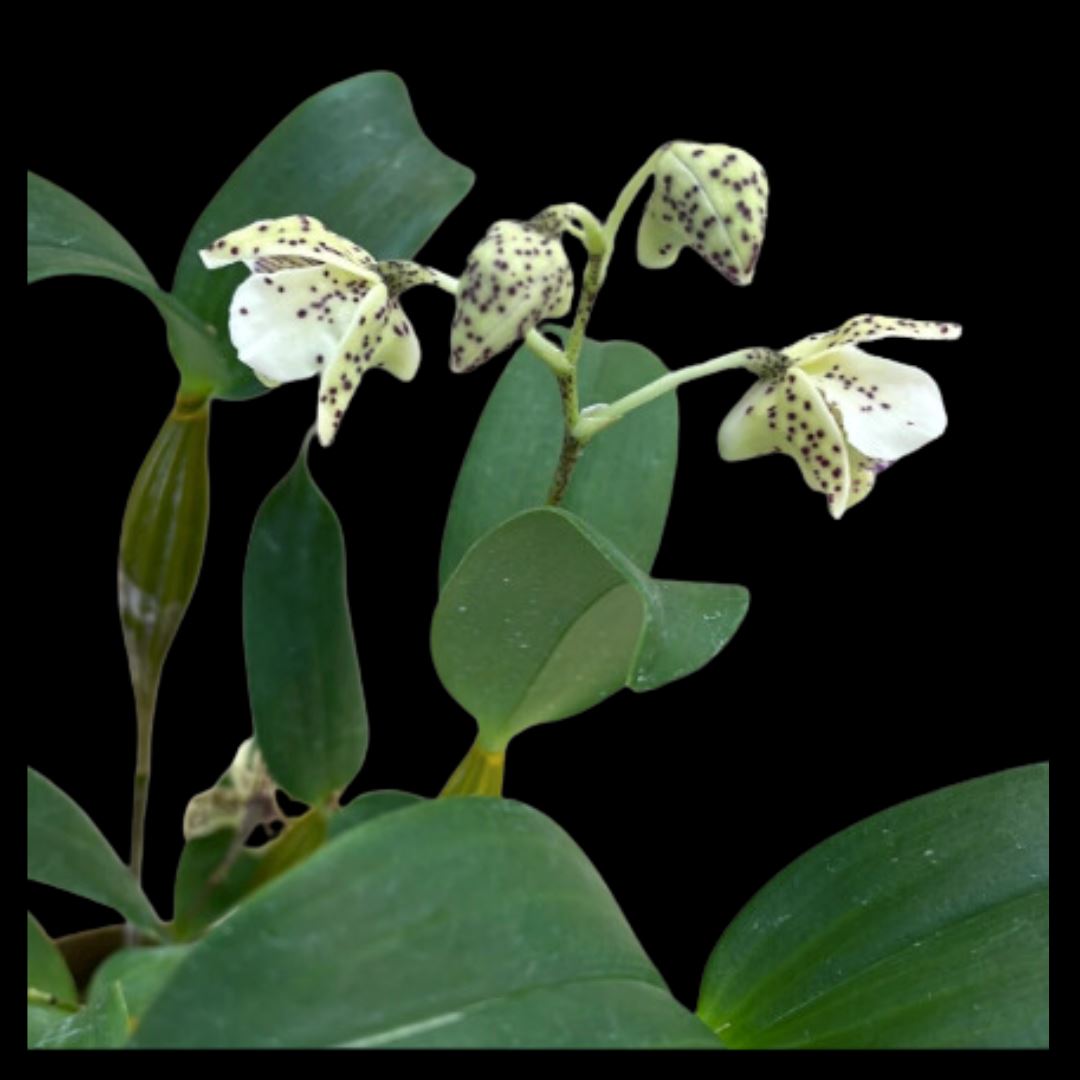 Dendrobium Micro Chip x Dendrobium normanbyense – La Foresta Orchids