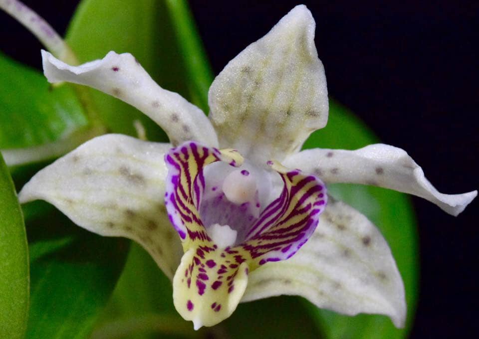 Dendrobium Micro Chip x Dendrobium normanbyense – La Foresta Orchids