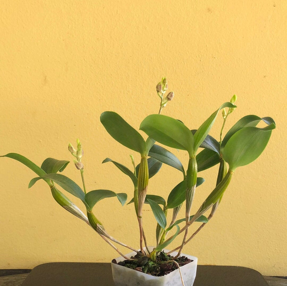 Dendrobium Micro Chip x Dendrobium normanbyense – La Foresta Orchids