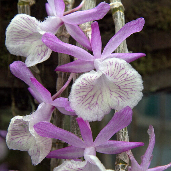 Dendrobium primulinum – La Foresta Orchids