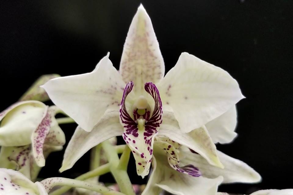 Dendrobium Roy Tokunaga var. semi alba – La Foresta Orchids