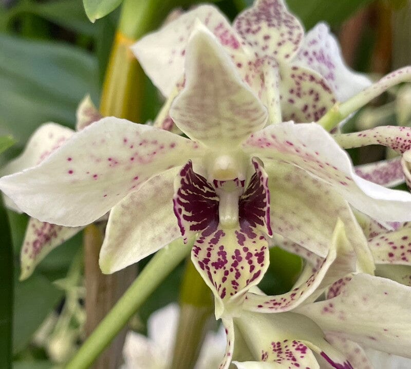 Dendrobium Roy Tokunaga var. semi alba – La Foresta Orchids