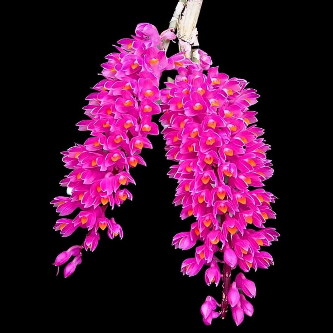 Dendrobium Species & Hybrids – La Foresta Orchids