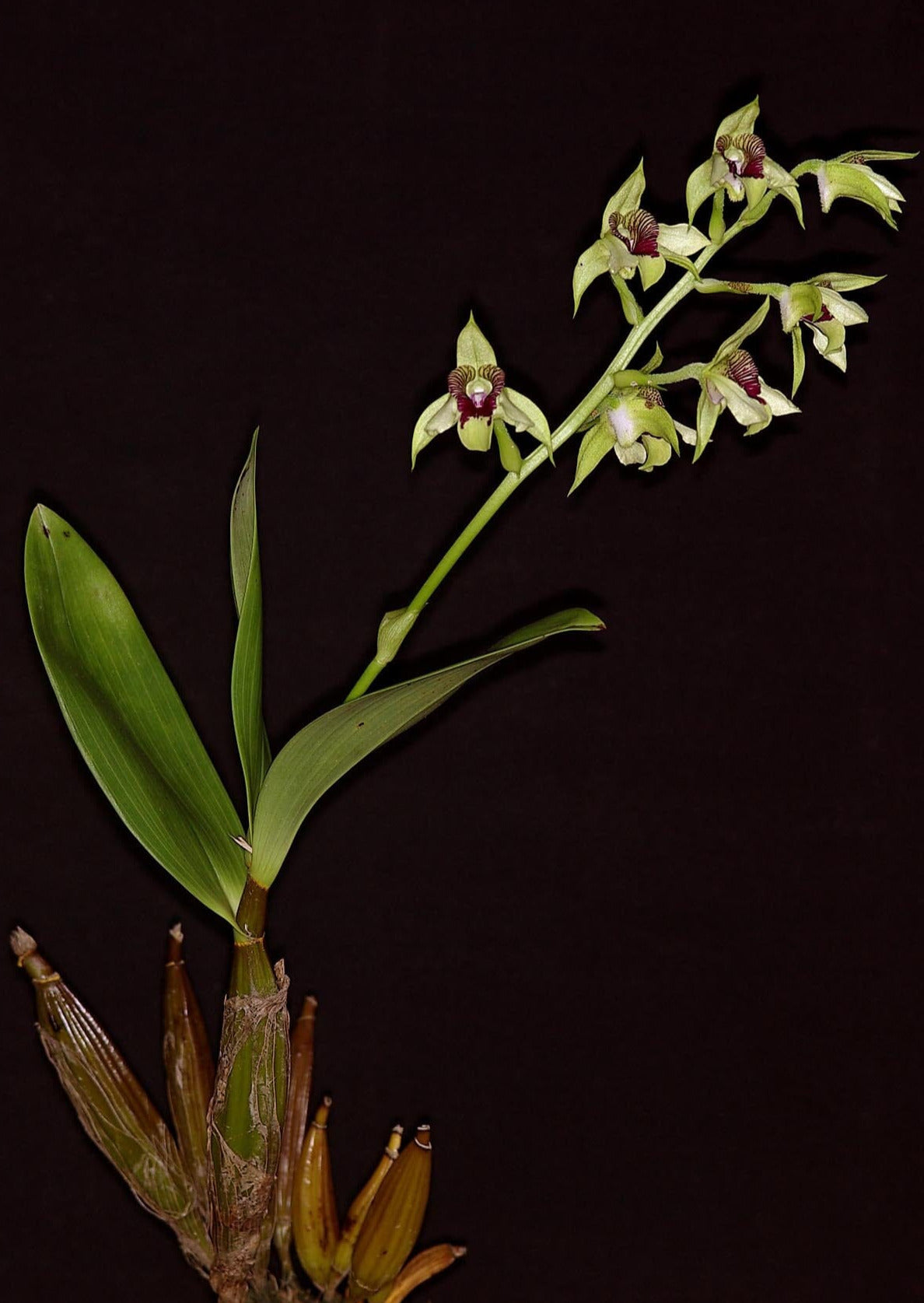 Dendrobium shiraishii – La Foresta Orchids