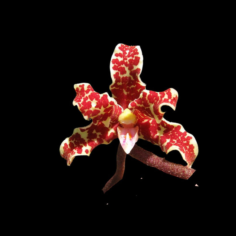 Dimorphorchis lowii – La Foresta Orchids