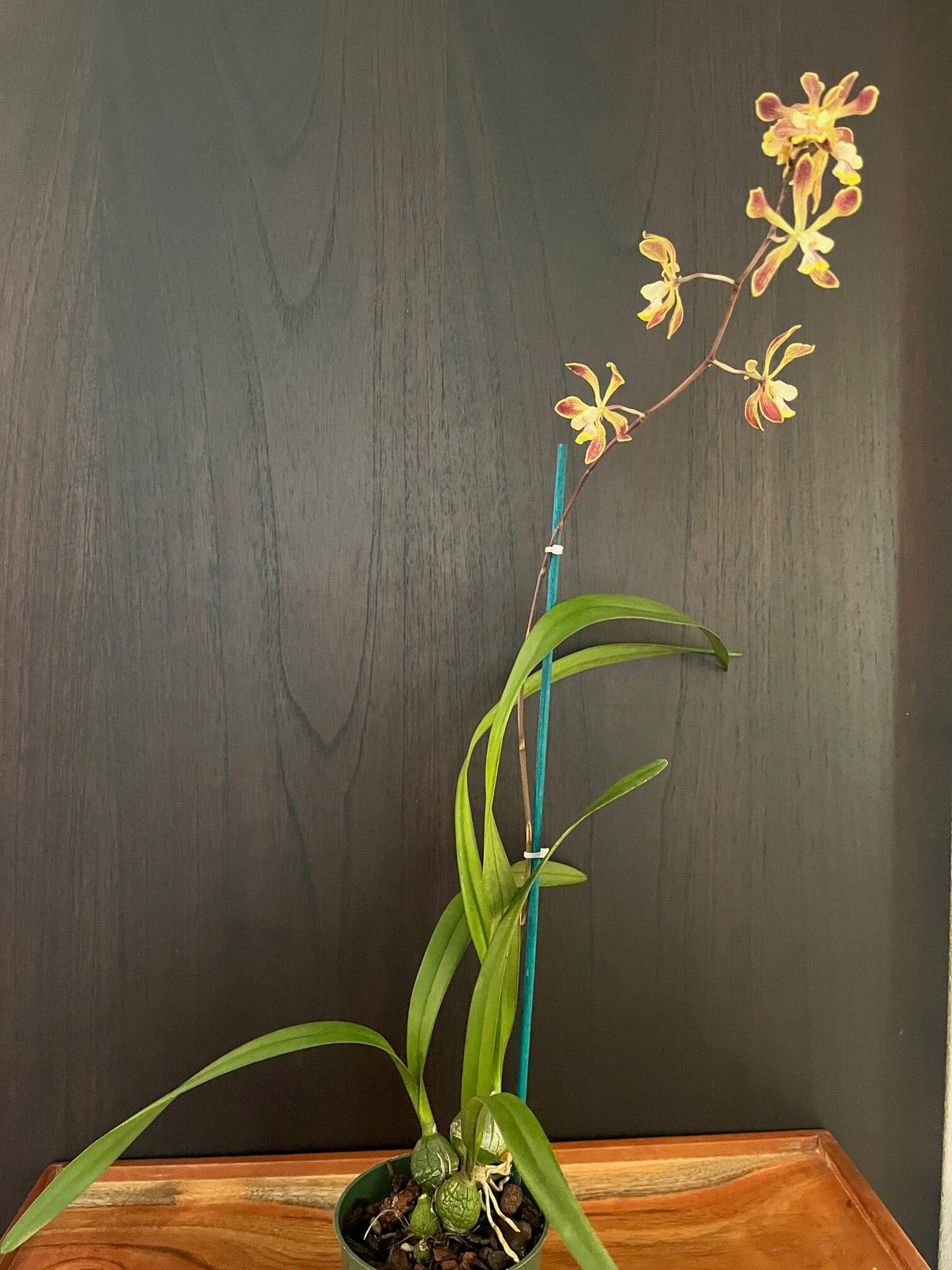 Encyclia alata x Encyclia fowliei – La Foresta Orchids
