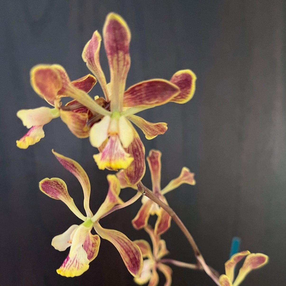 Encyclia alata x Encyclia fowliei – La Foresta Orchids