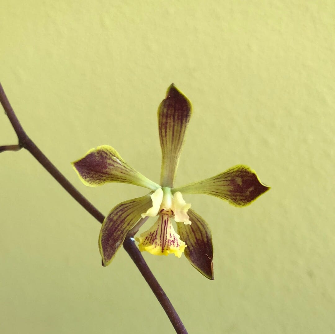 Encyclia alata x Encyclia fowliei – La Foresta Orchids