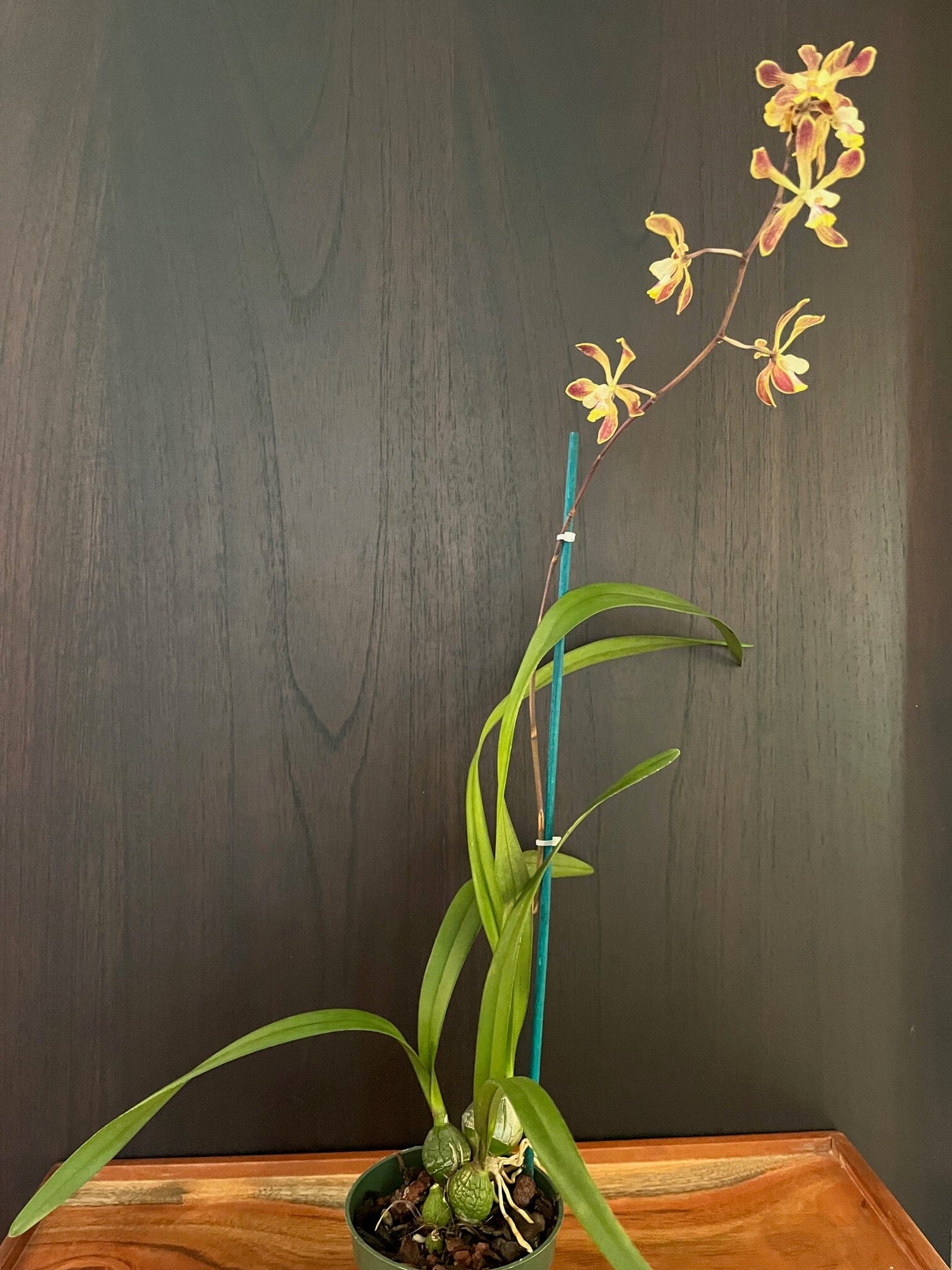 Encyclia alata x Encyclia fowliei – La Foresta Orchids