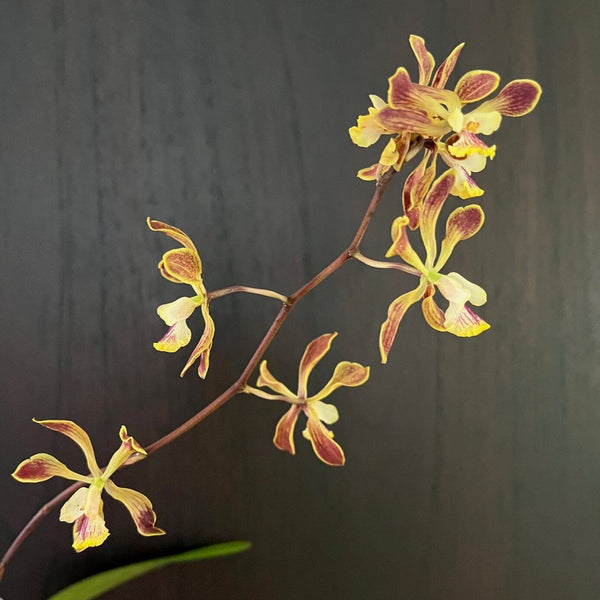 Encyclia alata x Encyclia fowliei – La Foresta Orchids