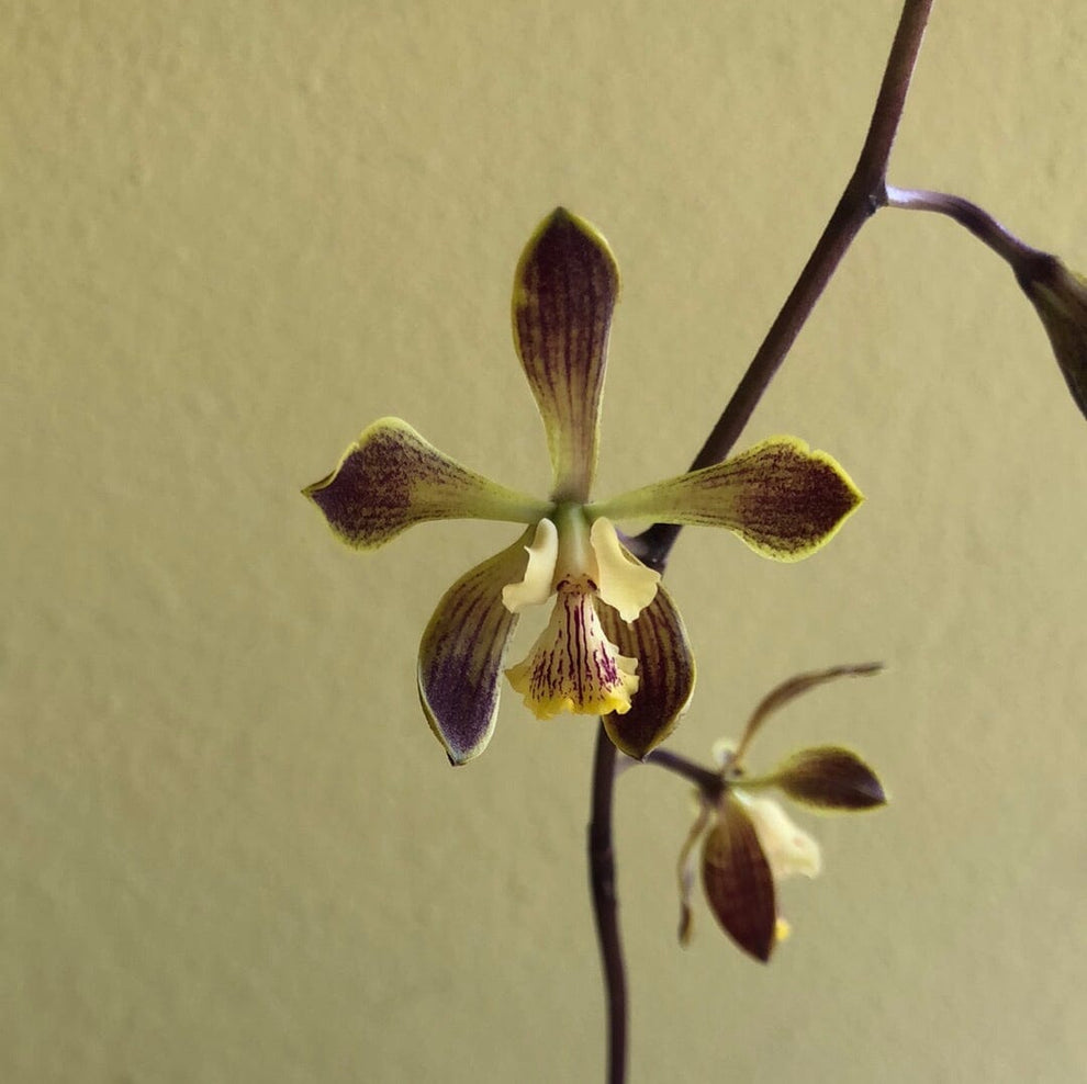 Encyclia alata x Encyclia fowliei – La Foresta Orchids