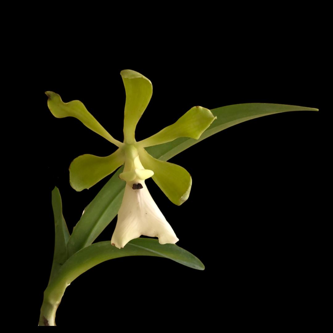 Encyclia cordigera 'Green' – La Foresta Orchids