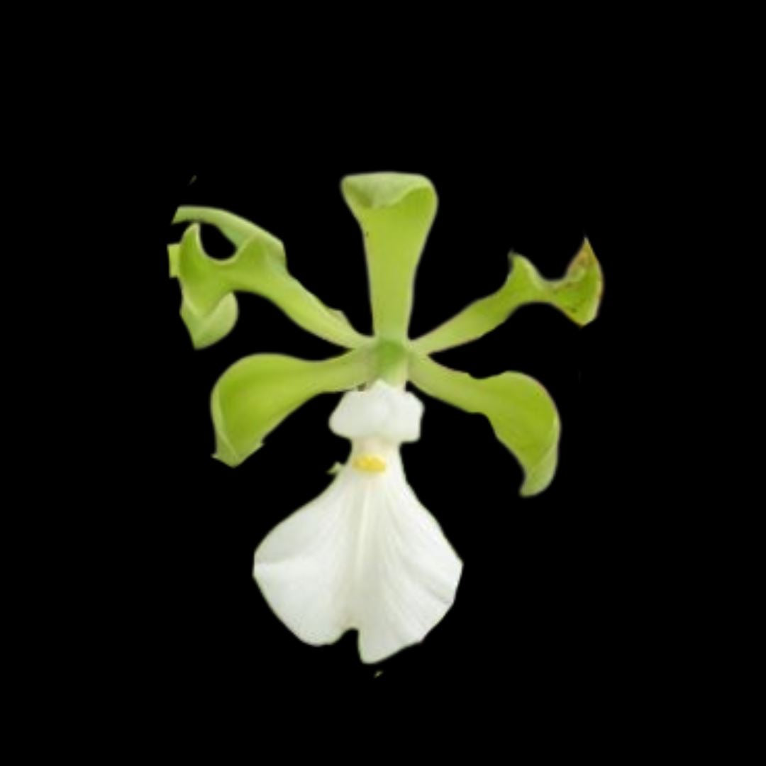 Encyclia cordigera 'Green' – La Foresta Orchids